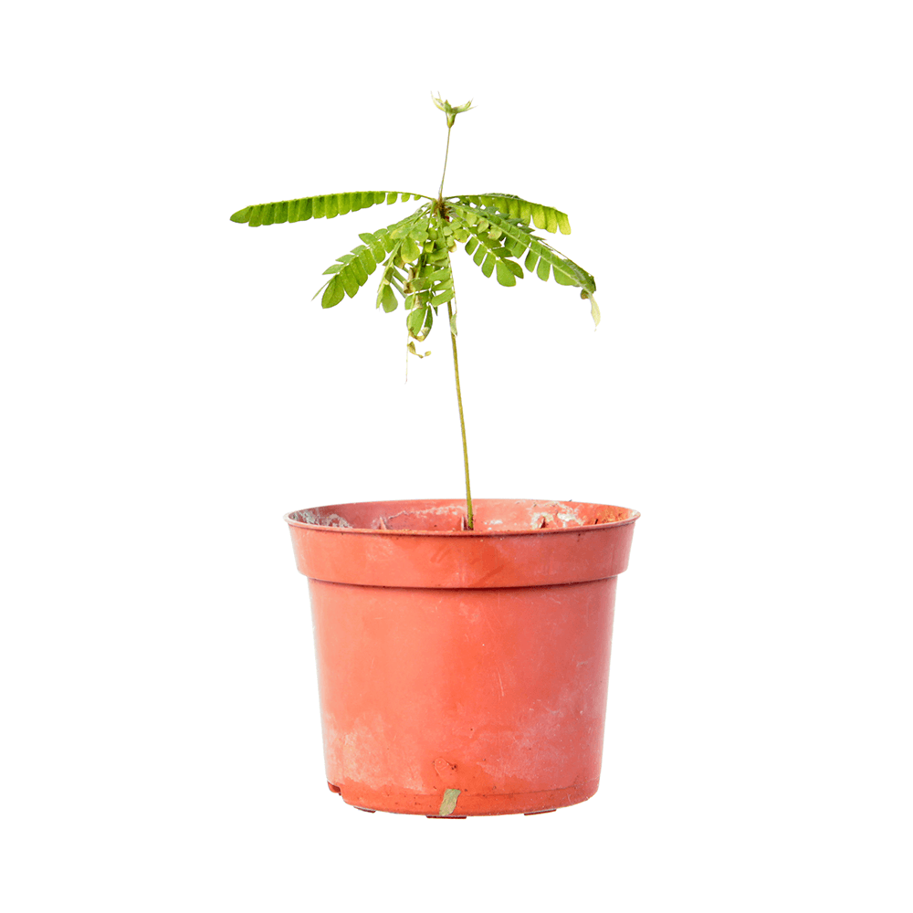 Little tree plant, Biophytum sensitivum