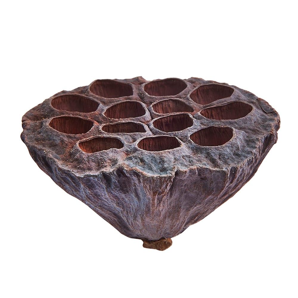 Swell Lotus Seed Pods