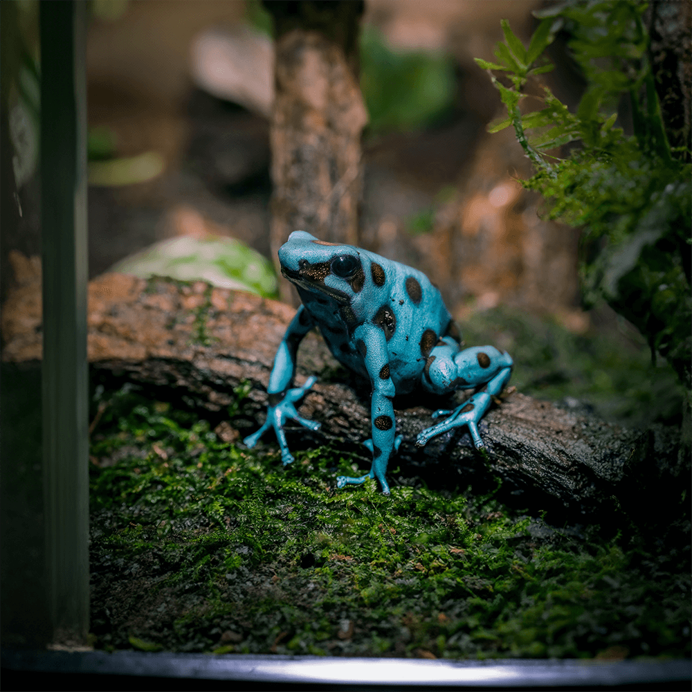 Frog Starter Kit Installation