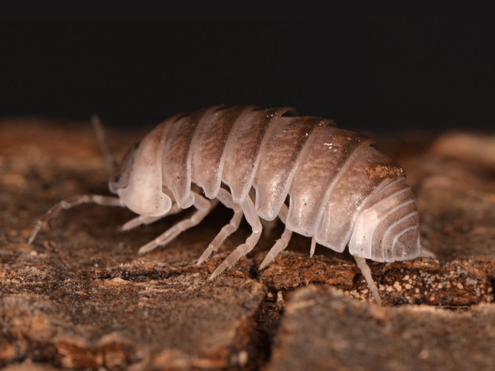 Bioactive clean-up crew: from springtails to beetles